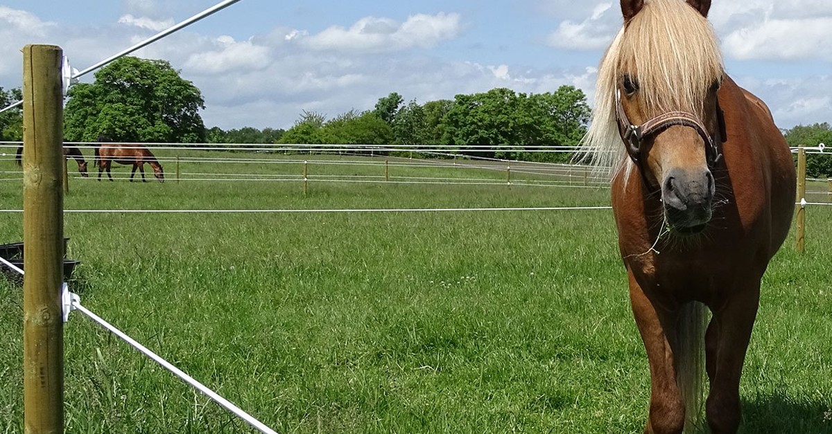 Elektrische afrastering voor paarden - kies het juiste type
