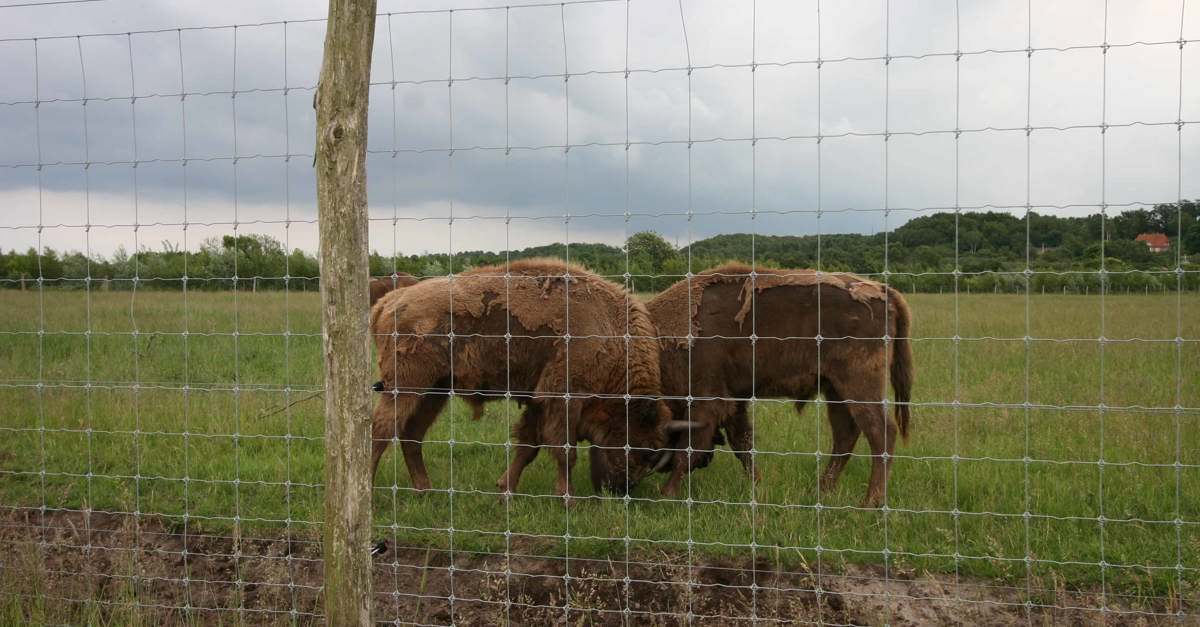 Omheiningen en afrasteringen voor wildparken en dierentuinen